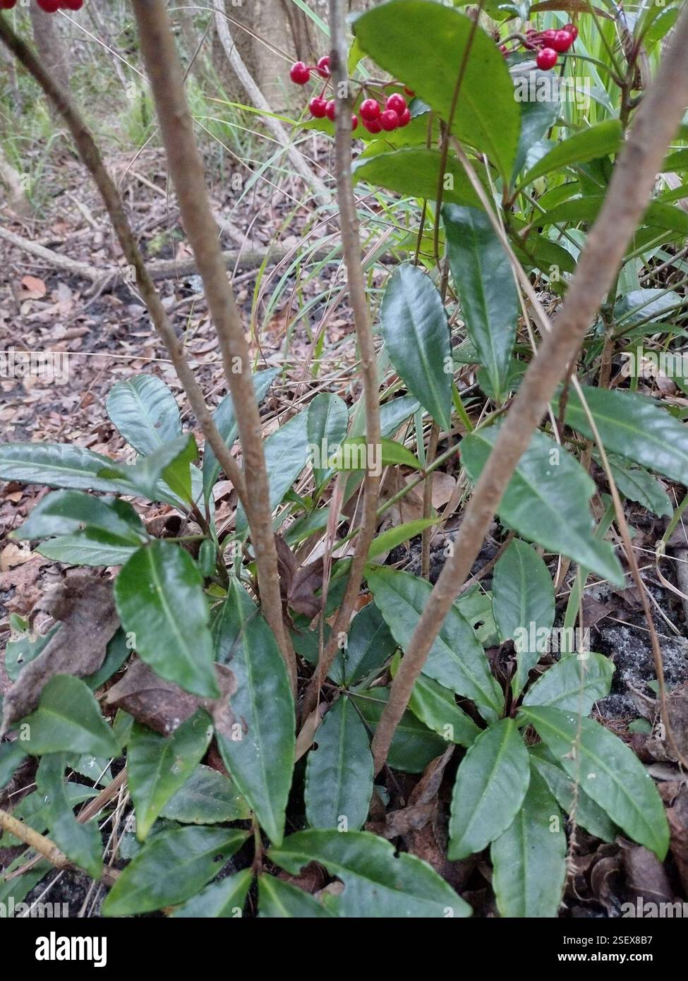 Coralberry (Ardisia crenata), Plantae, Florida, US Stock Photo - Alamy