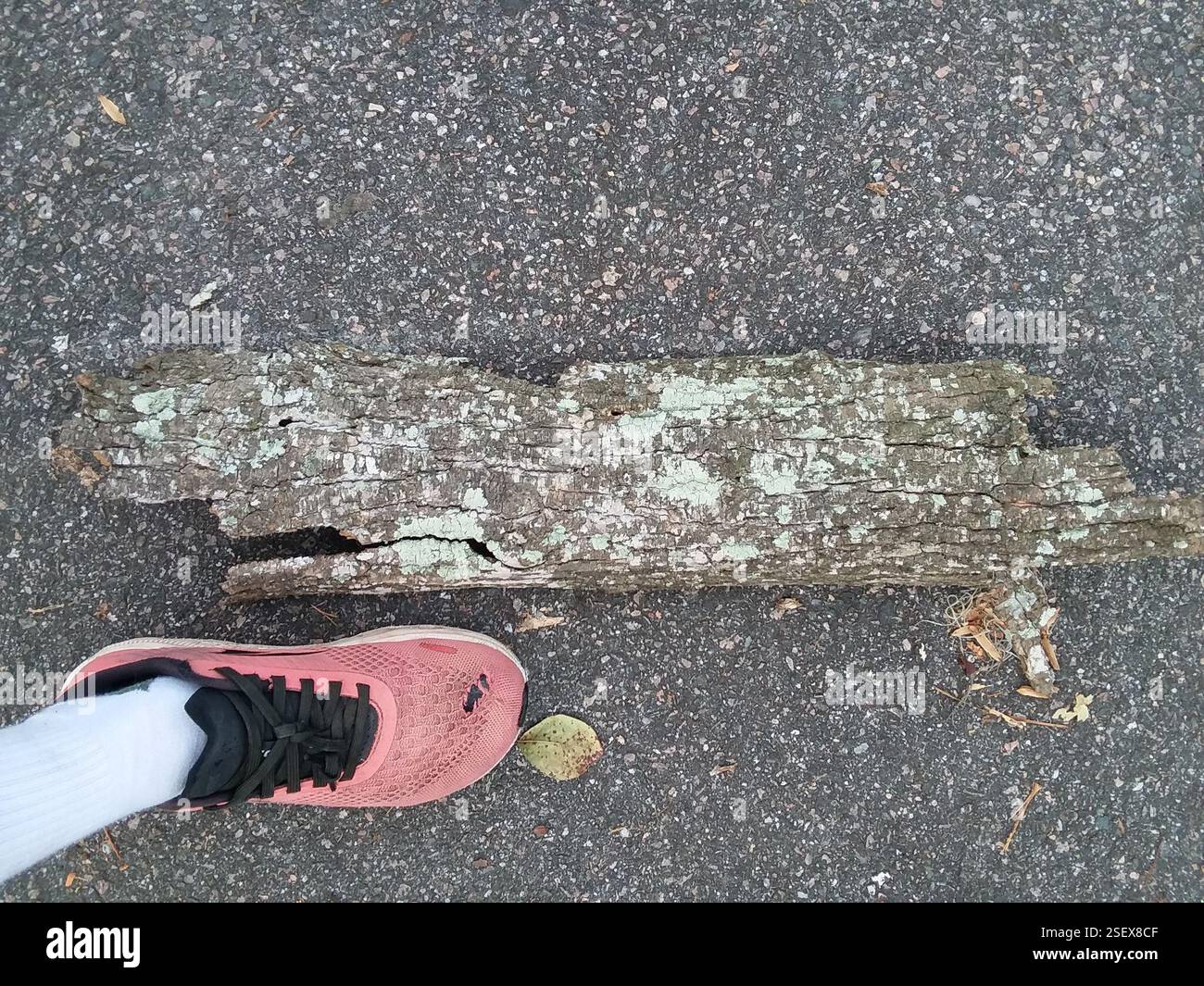 dicots (Magnoliopsida), Plantae, Windsor Forest, Savannah, GA, USA, for ...