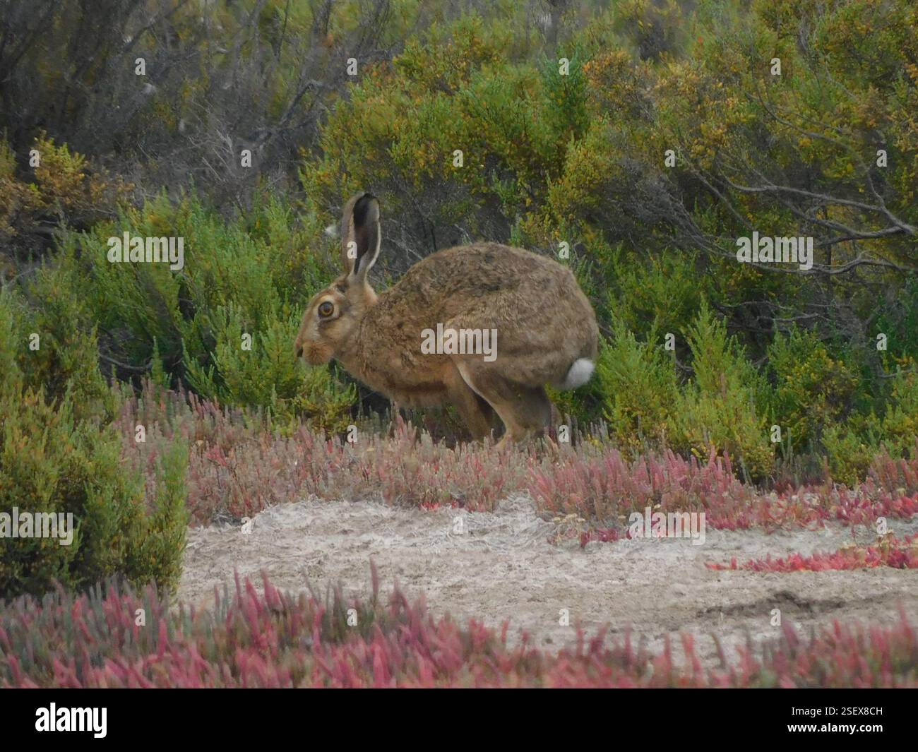 Brown Hare (Lepus europaeus), Mammalia, Penna TAS 7171, Australia Stock ...