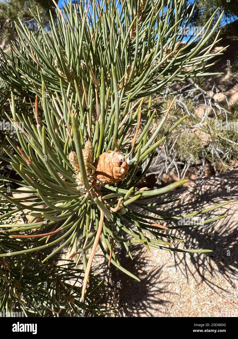 singleleaf pinyon (Pinus monophylla), Plantae, Riverside County, CA ...