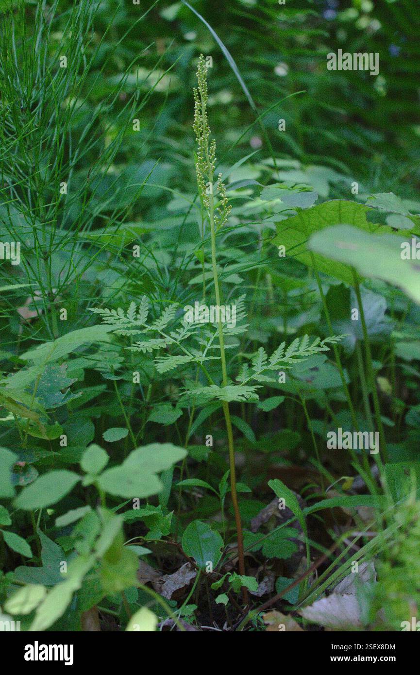 rattlesnake fern (Botrypus virginianus), Plantae, Orford, QC, Canada ...