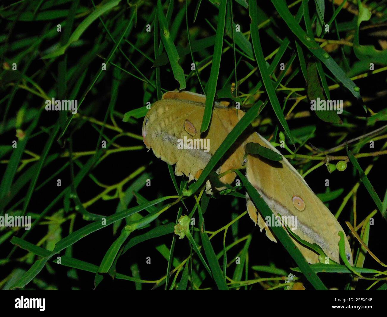 Helena Gum Moth (Opodiphthera helena), Insecta, Hobart TAS, Australia ...