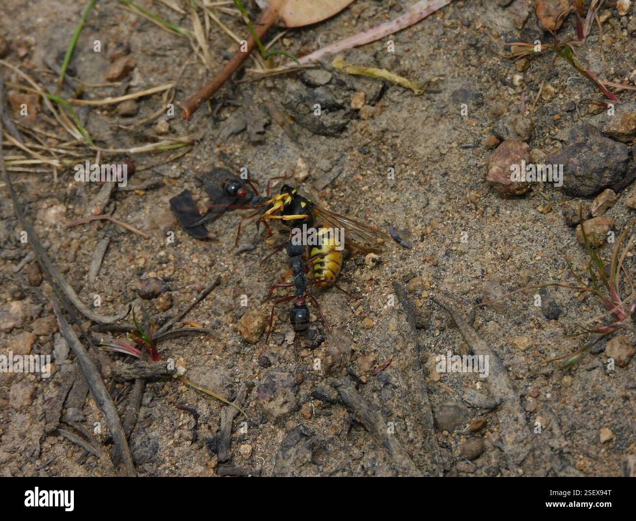 Tasmanian Inchman Ant (Myrmecia esuriens), Insecta, Hobart TAS ...