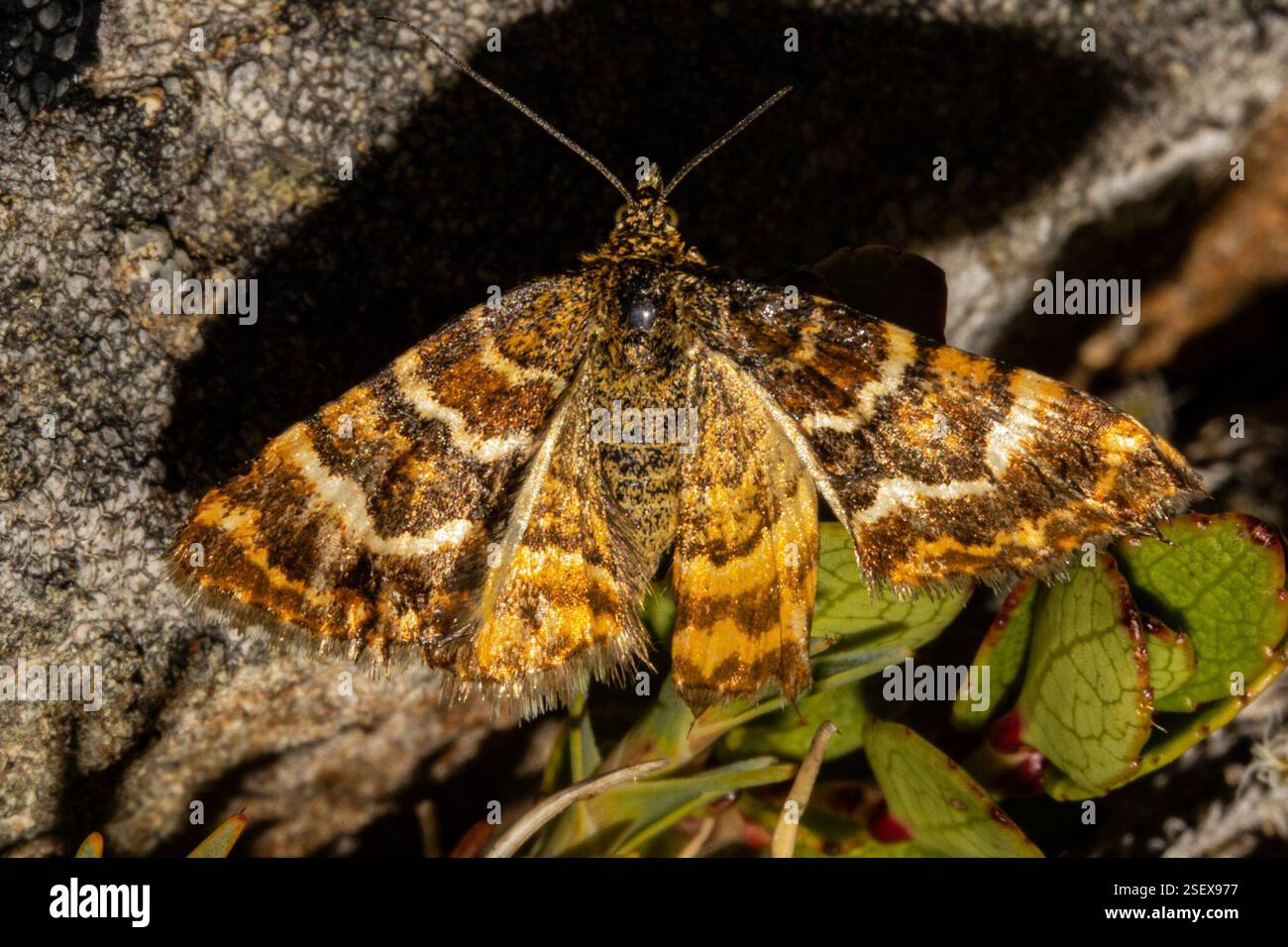 Large Kelleria Dandy (Notoreas niphocrena), Insecta, Southland District ...