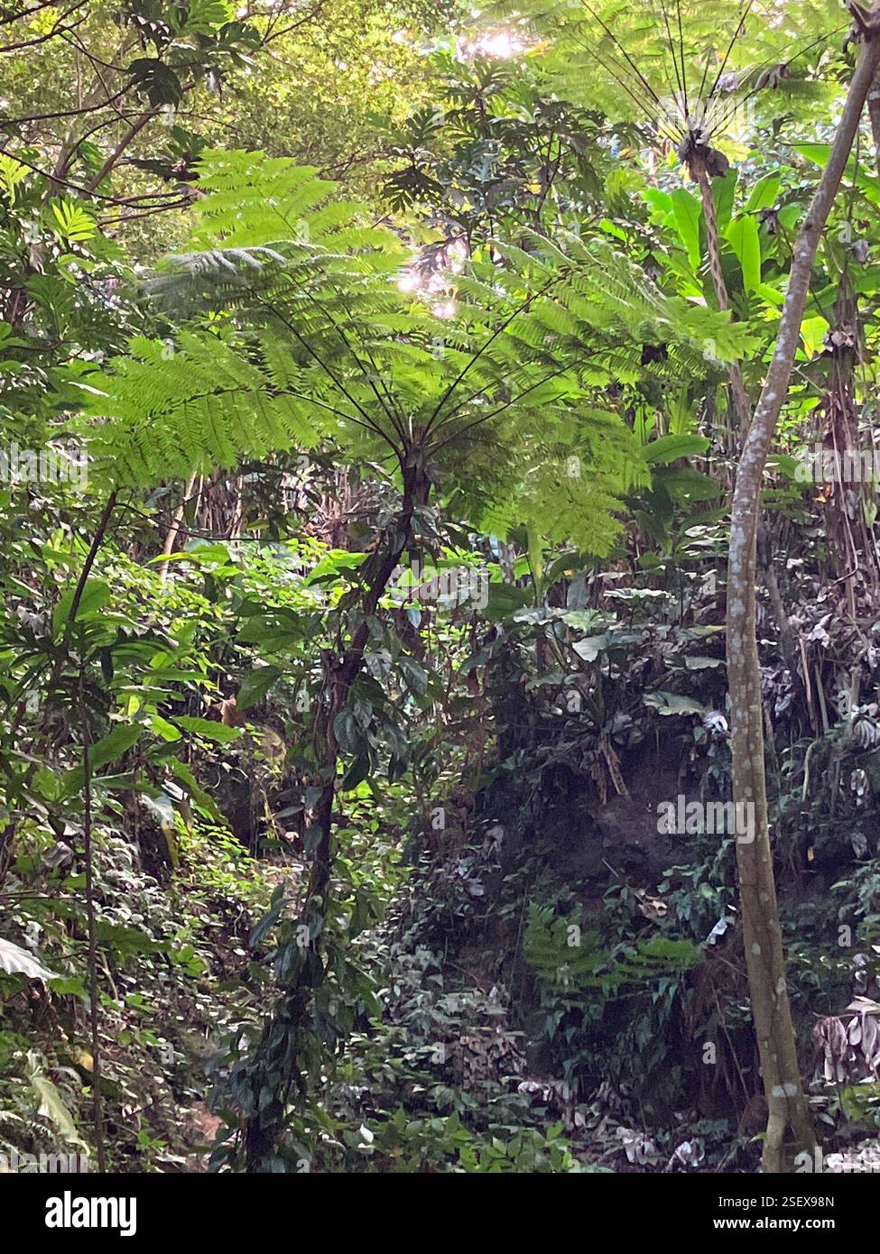 Tree Ferns and Allies (Cyatheales), Plantae, Montserrat Stock Photo - Alamy