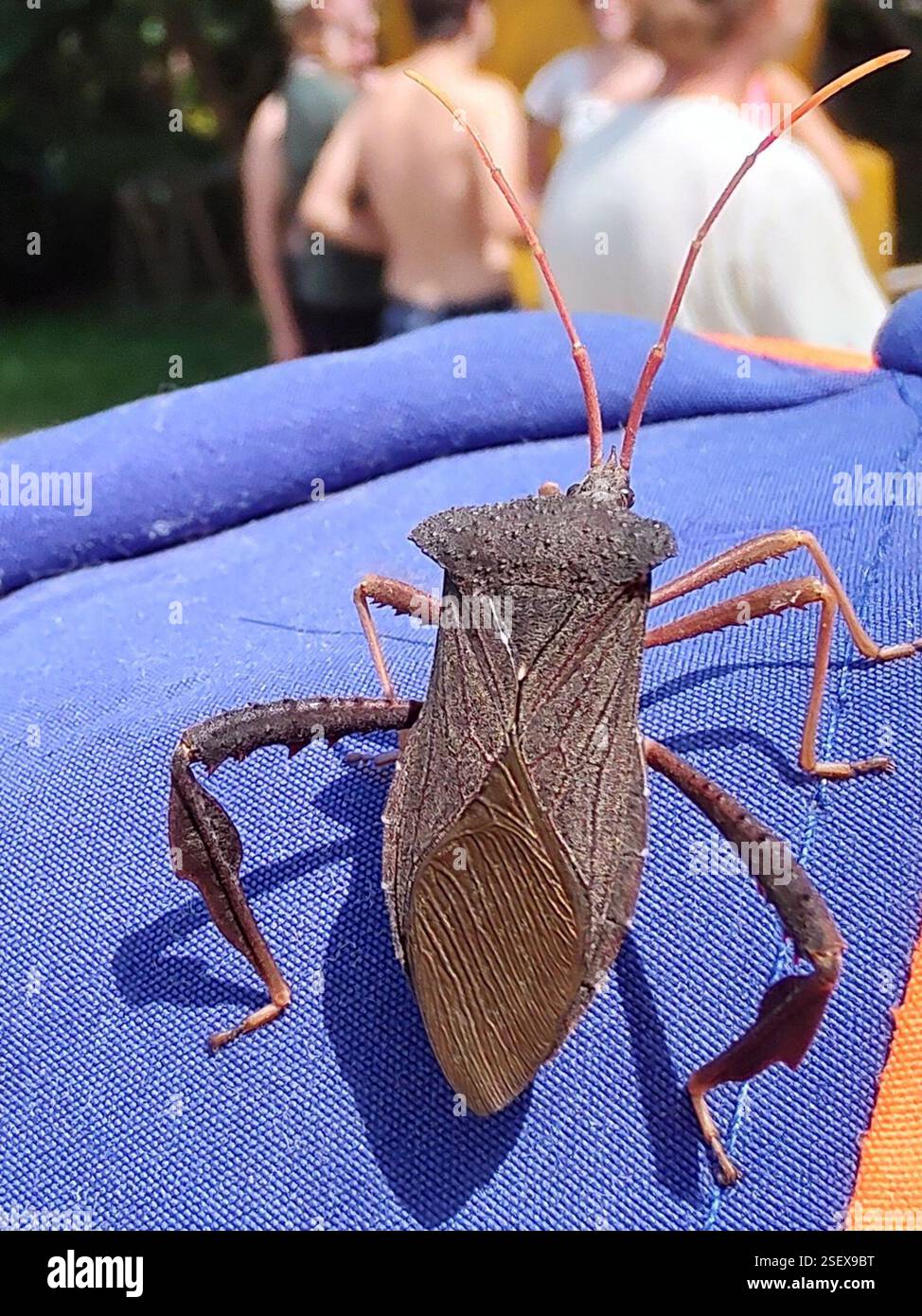 Spine-headed Bugs (Acanthocephala), Insecta, Imbé, RS, 95625-000 ...