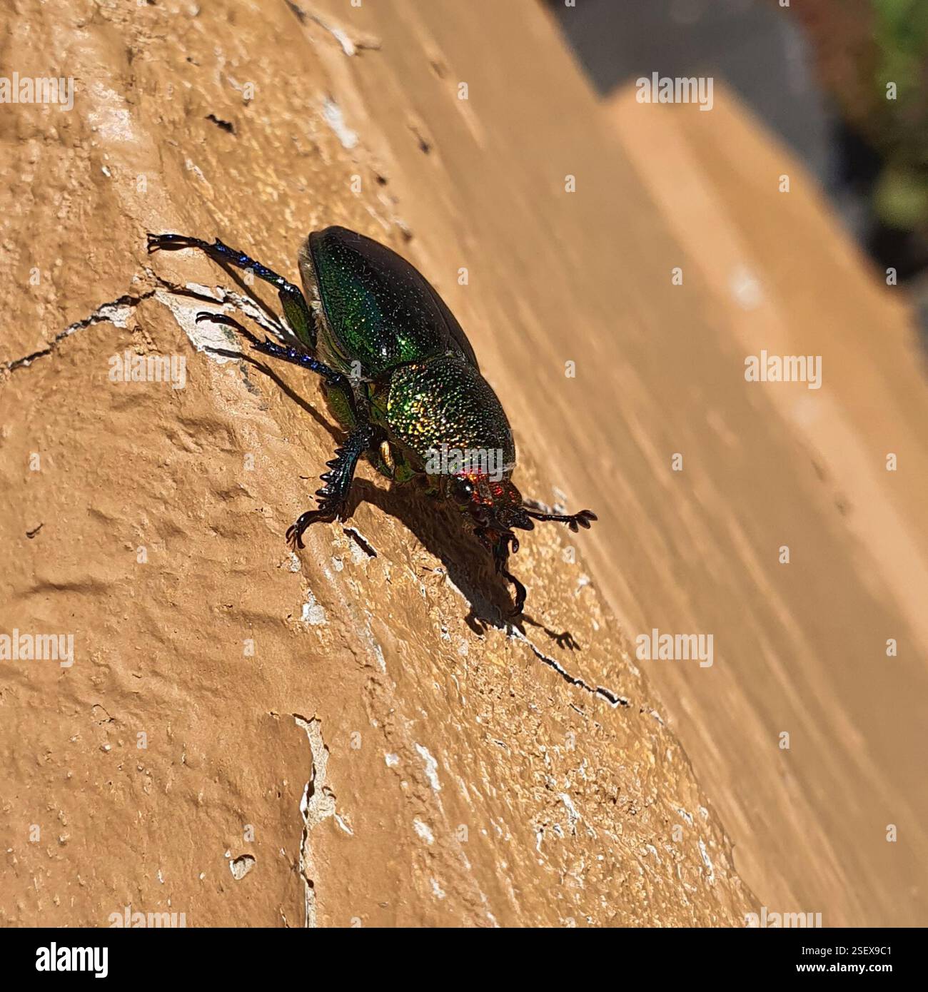 Golden Stag Beetle (Lamprima aurata), Insecta, Australian Capital ...