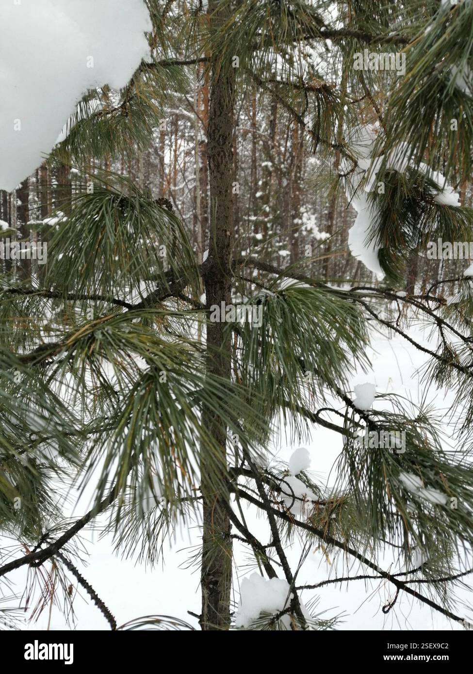 Siberian pine (Pinus sibirica), Plantae, Иркутская обл., Россия, 665490 ...