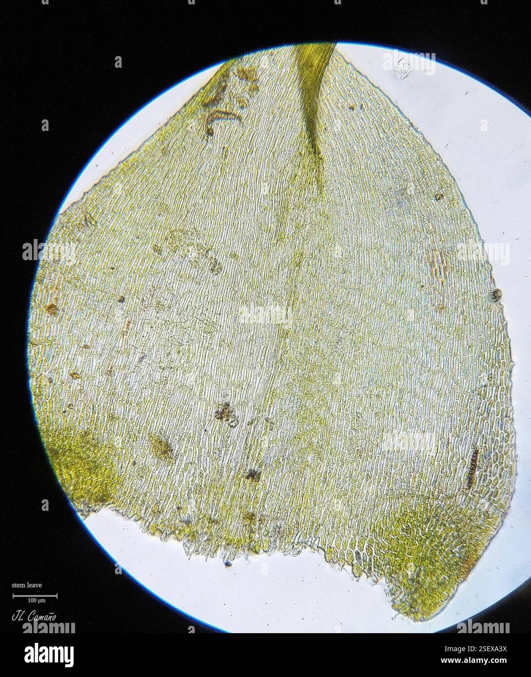Fox-tail Feather-moss (Thamnobryum alopecurum), Plantae, Pontevedra ...