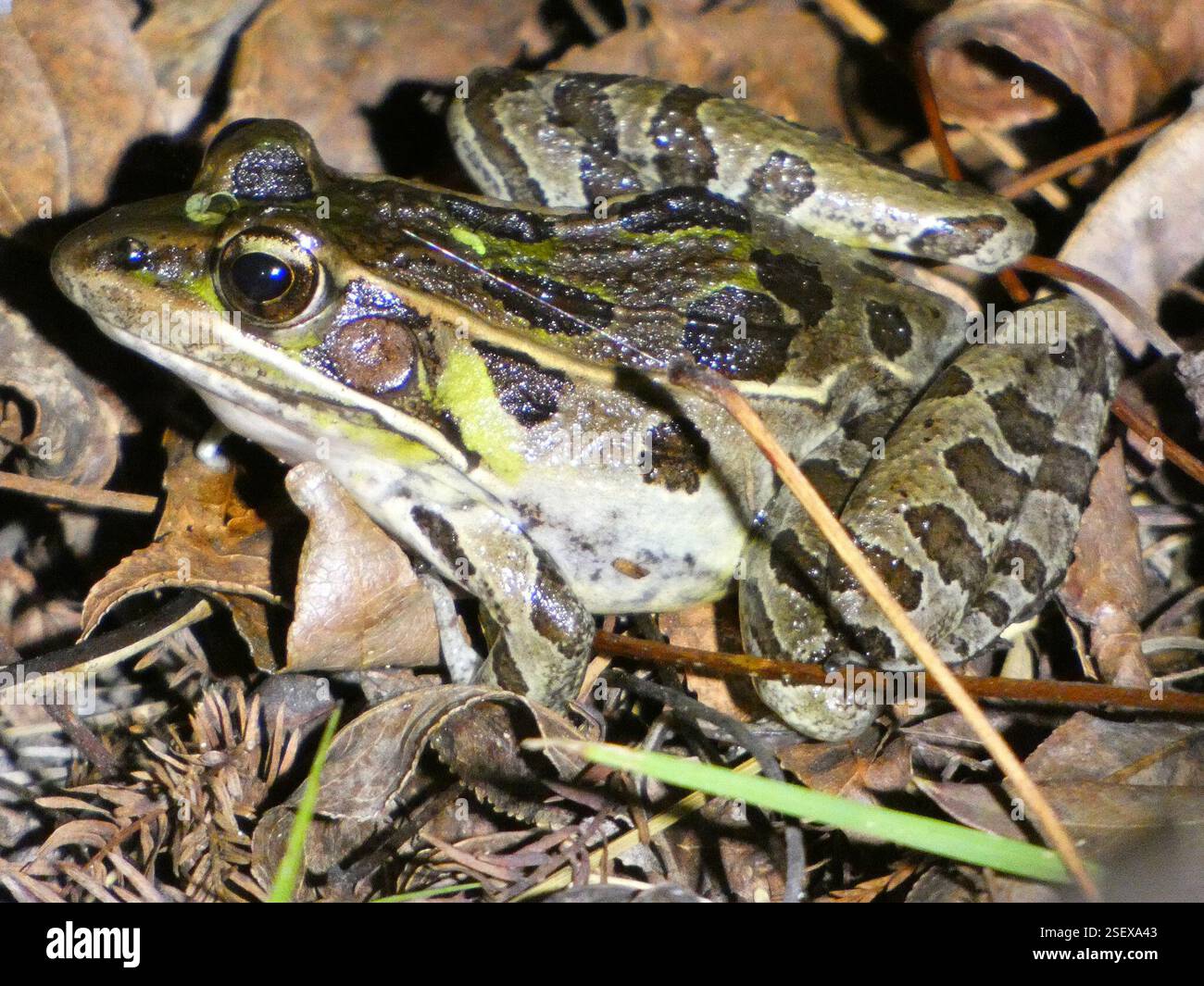 Southern Leopard Frog (Lithobates sphenocephalus), Amphibia, River Rd ...
