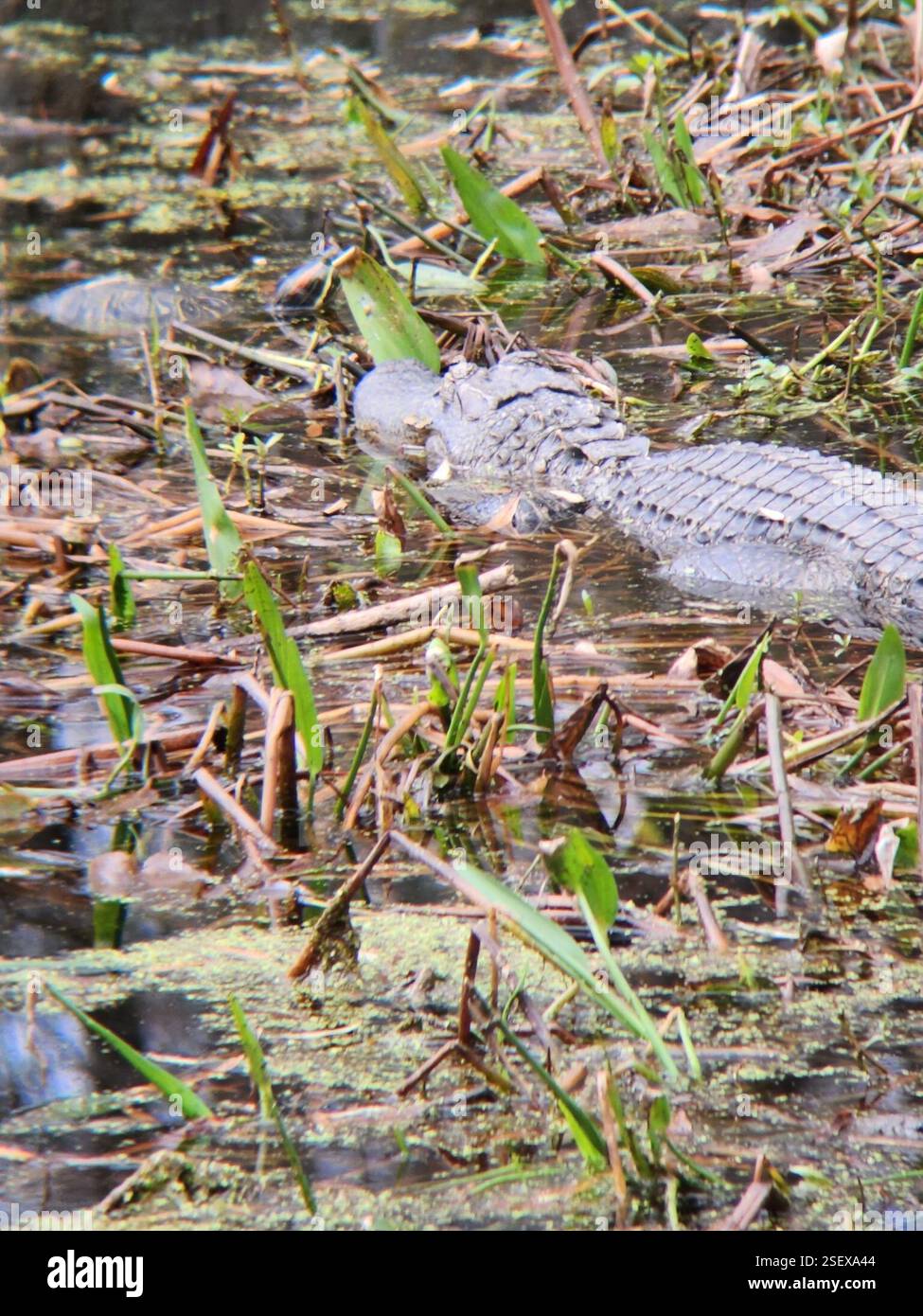 American Alligator (Alligator mississippiensis), Reptilia, Houston, TX ...