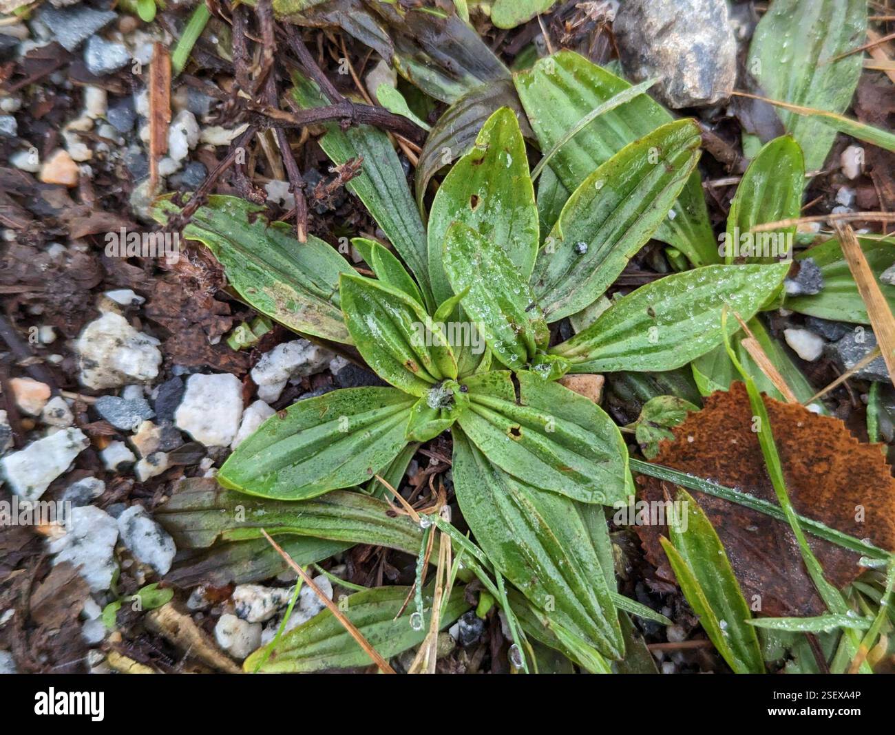 ribwort plantain (Plantago lanceolata), Plantae, Burnaby, BC V3N 4A3 ...