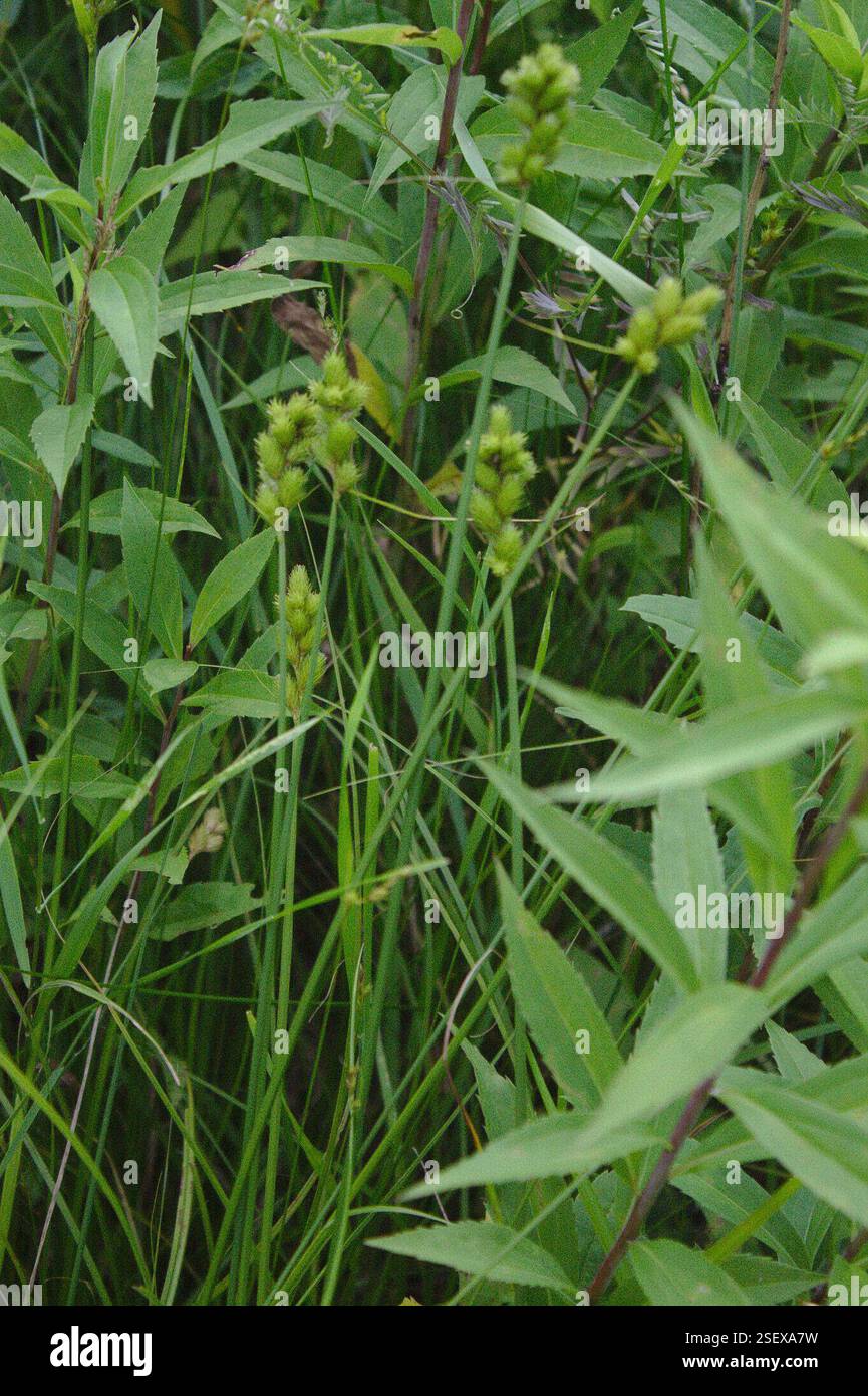 pointed broom sedge (Carex scoparia), Plantae, Le Vieux-Longueuil ...