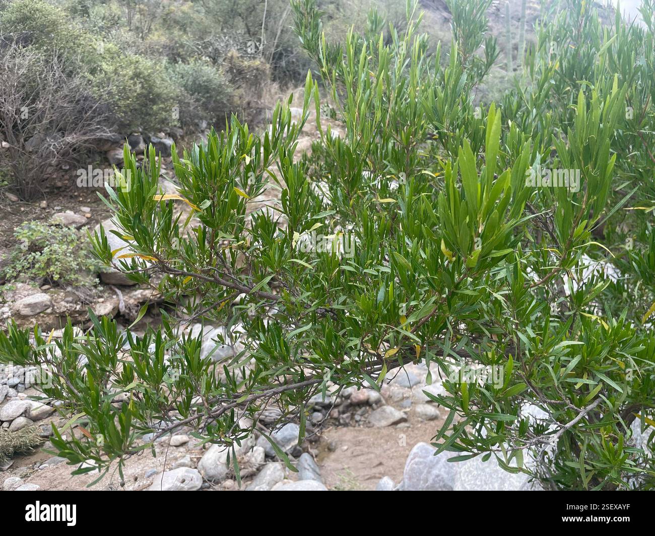 Akeake (Dodonaea viscosa), Plantae, Coronado National Forest, Tucson ...