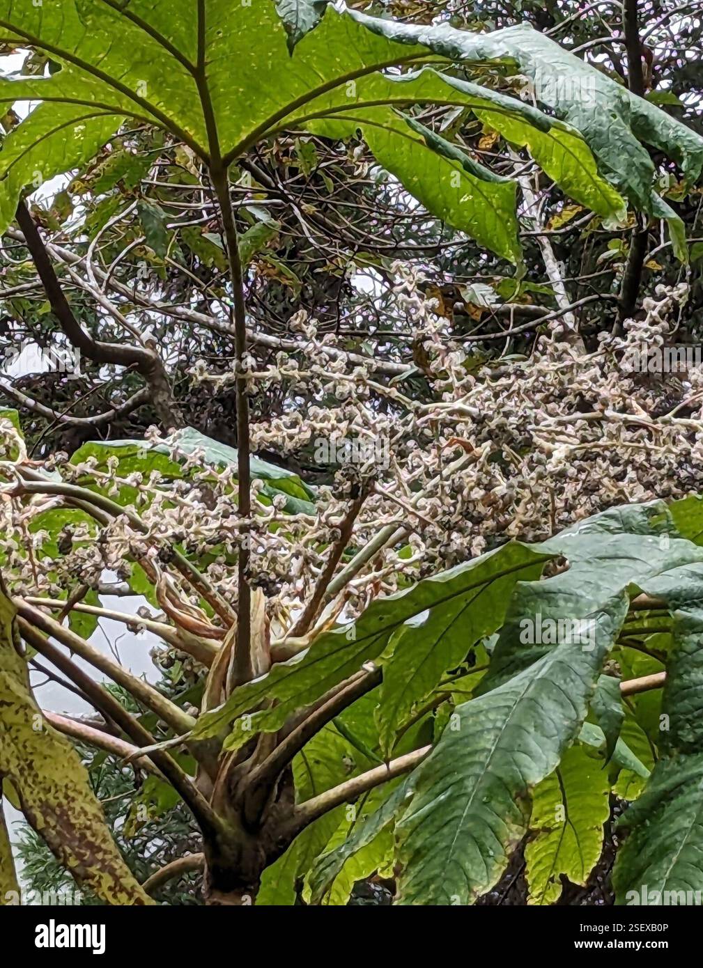 Rice paper plant (Tetrapanax papyrifer), Plantae, 424, Taiwan ...