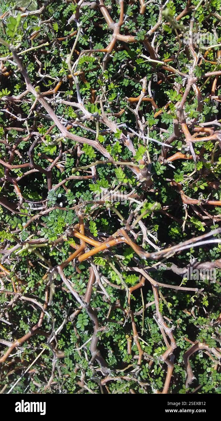 Prostrate kowhai (Sophora prostrata), Plantae, Kaikoura, NZ-CA, NZ ...