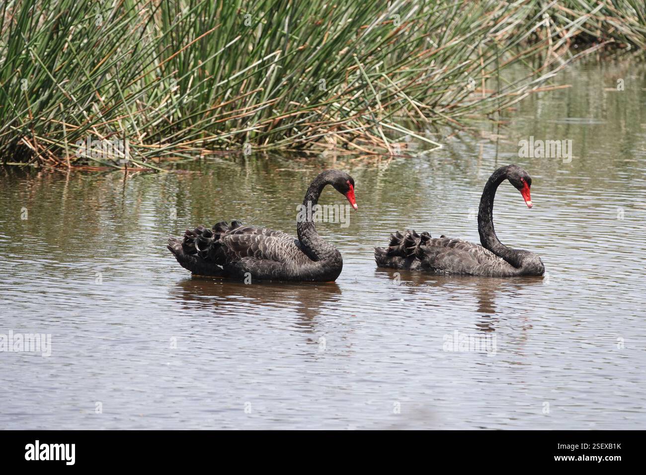 Black Swan (Cygnus atratus), Aves, Melbourne VIC, Australia, Courtship ...