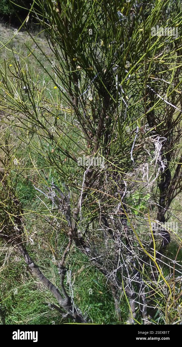 New Zealand common broom (Carmichaelia australis), Plantae, Waipapa Bay ...