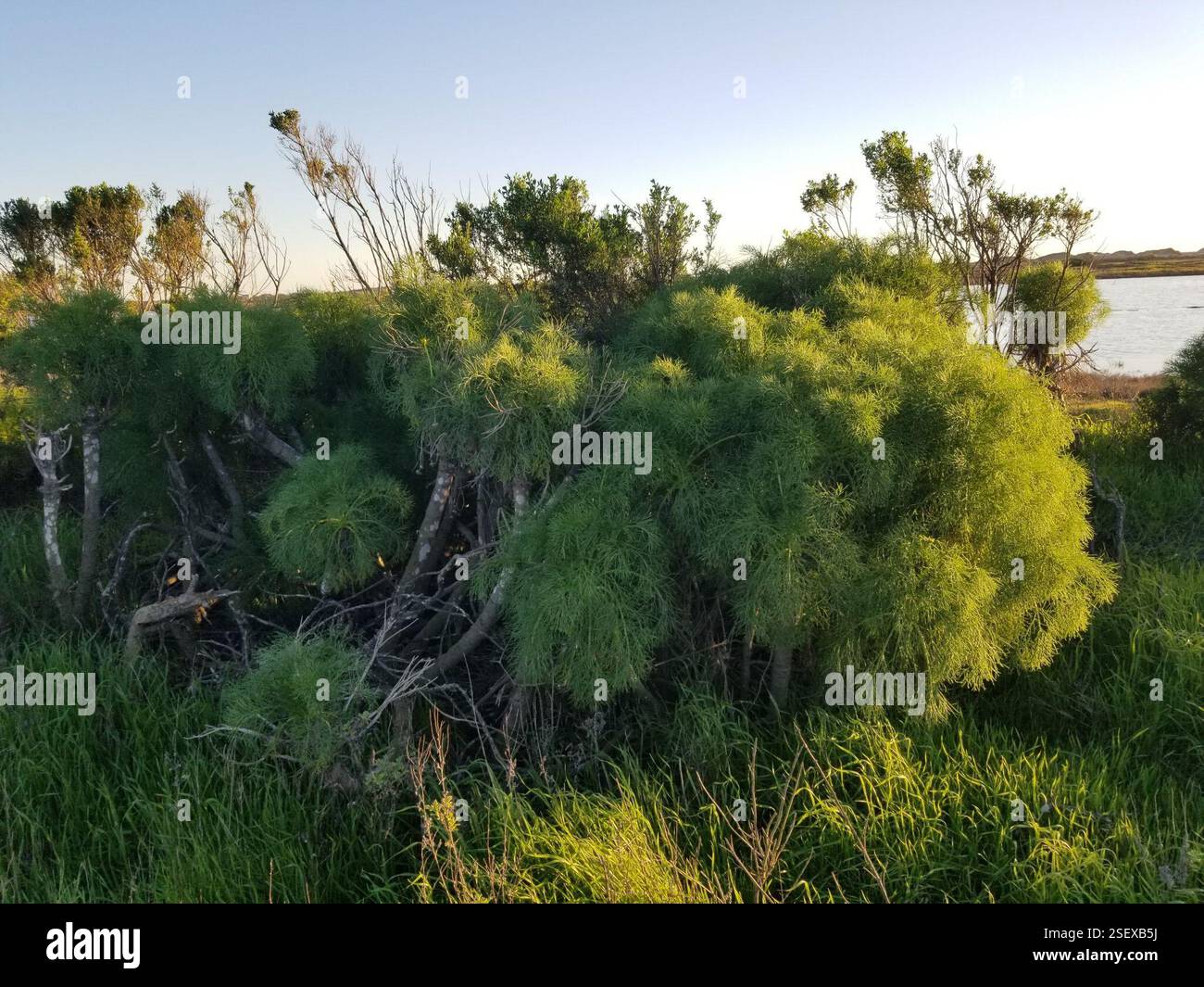 giant coreopsis (Leptosyne gigantea), Plantae, Oxnard, CA 93033, USA ...