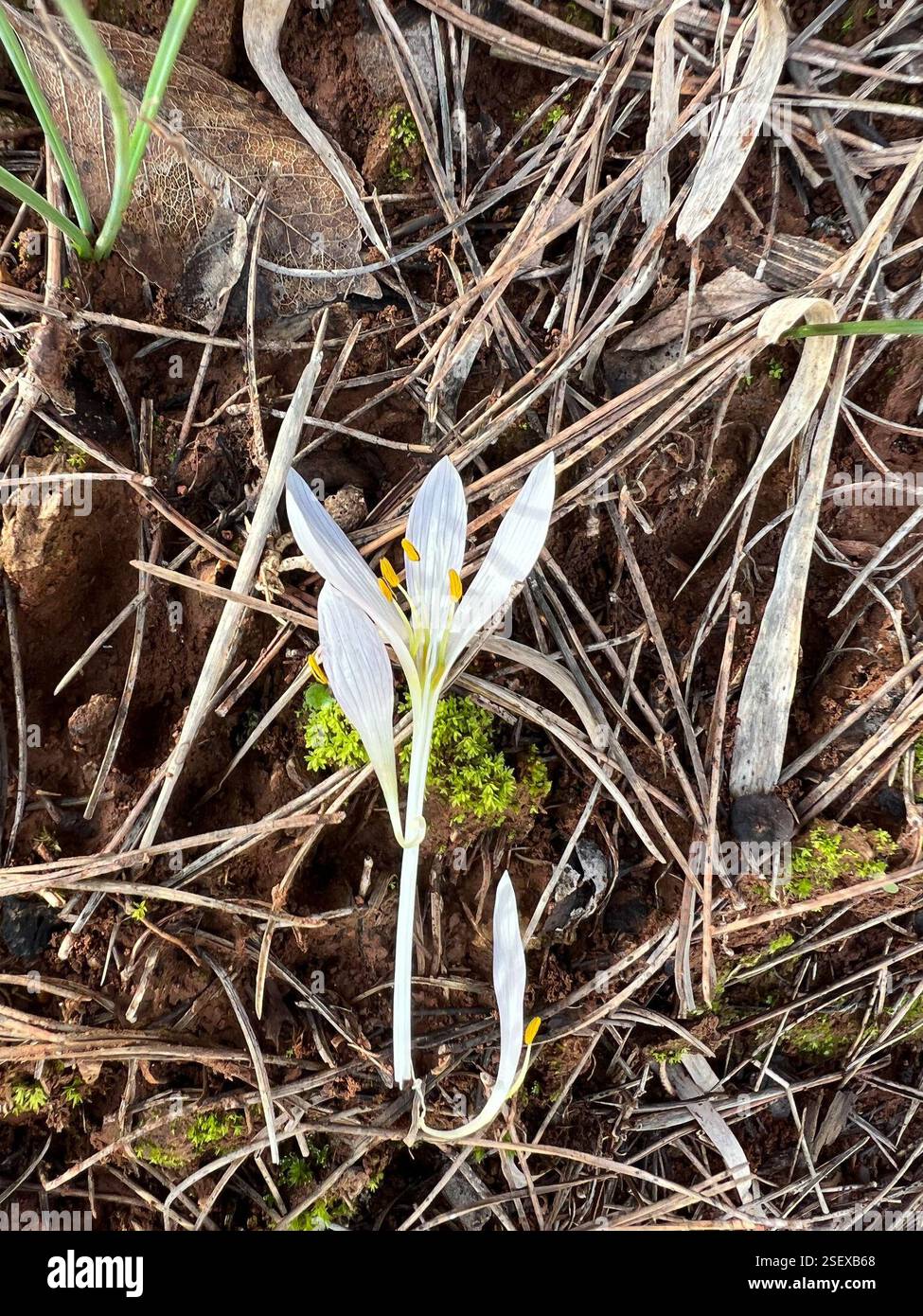 (Colchicum hungaricum), Plantae, Ljubuški, Federacija Bosne i ...