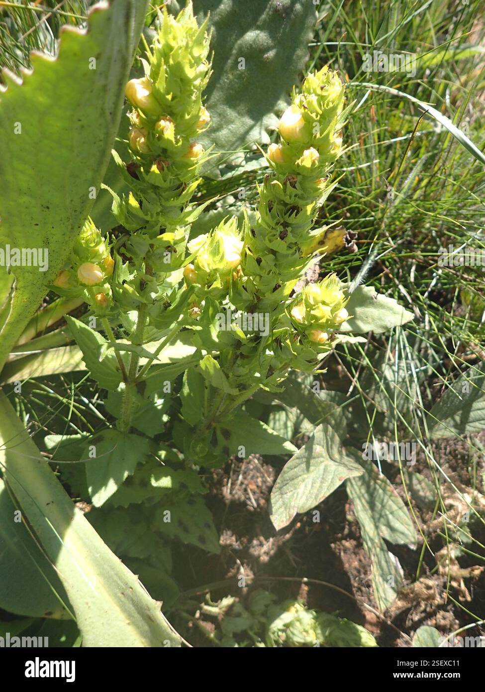 Yellow Paintflower (Alectra sessiliflora), Plantae, uMgungundlovu ...