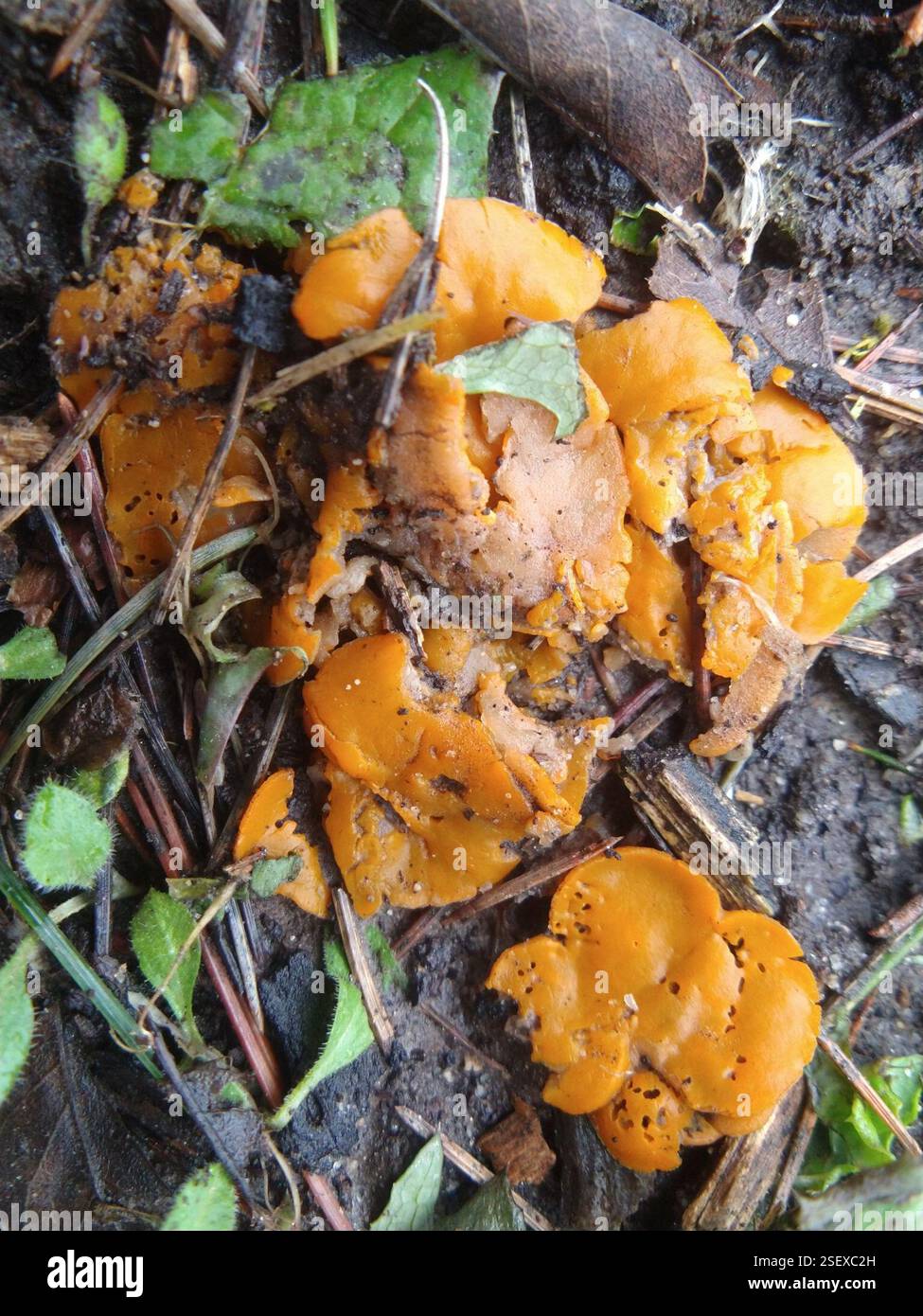 orange peel fungus (Aleuria aurantia), Fungi, California State ...