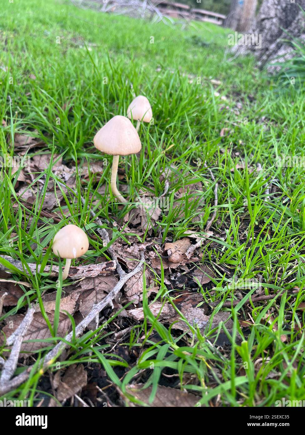 Tall Psathyrella (Psathyrella longipes), Fungi, Spring Valley Golf ...