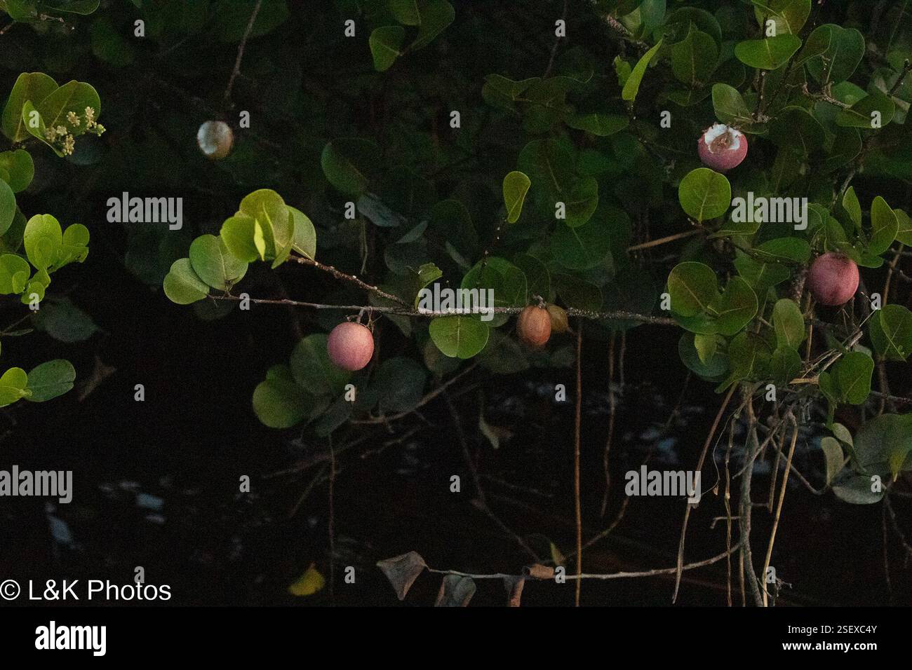 Cocoplum (Chrysobalanus icaco), Plantae, Belize District, Belize Stock ...