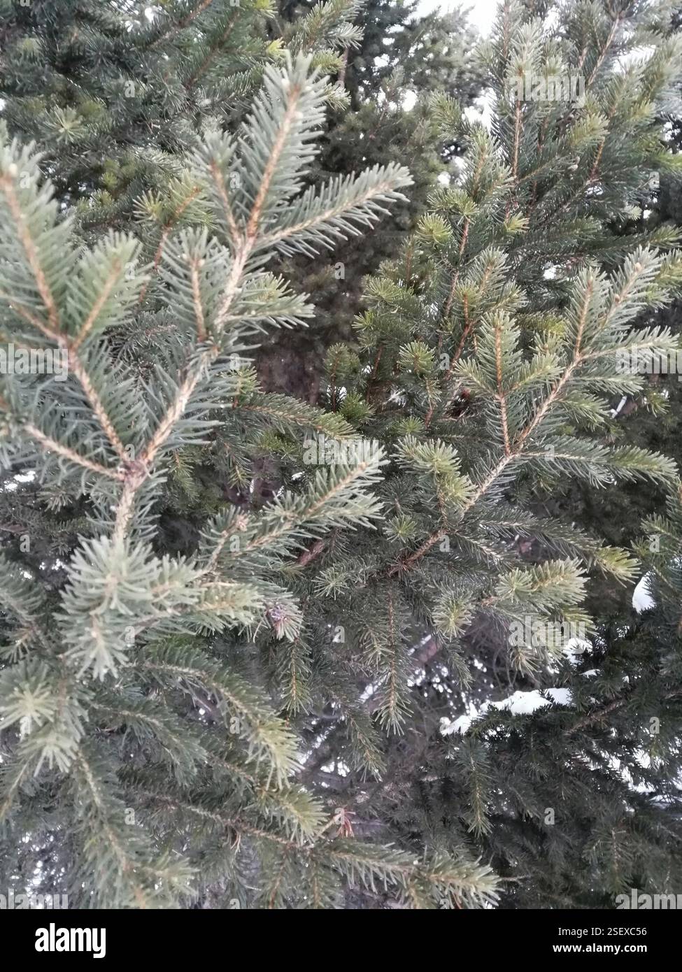 Siberian spruce (Picea obovata), Plantae, Октябрьский, Иркутская обл ...