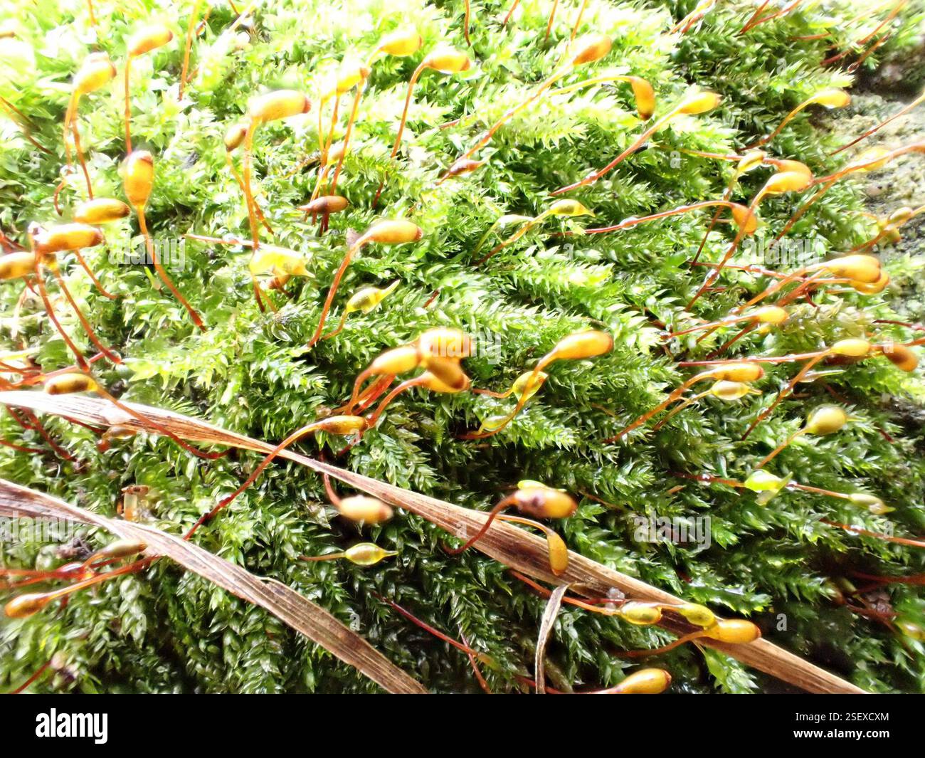 Clustered Feather-moss (Rhynchostegium confertum), Plantae, Dommel ...