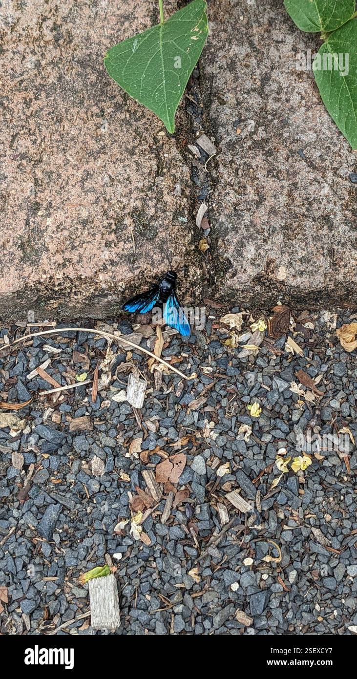 (Austroscolia), Insecta, Gosford - West, AU-NS, AU Stock Photo - Alamy