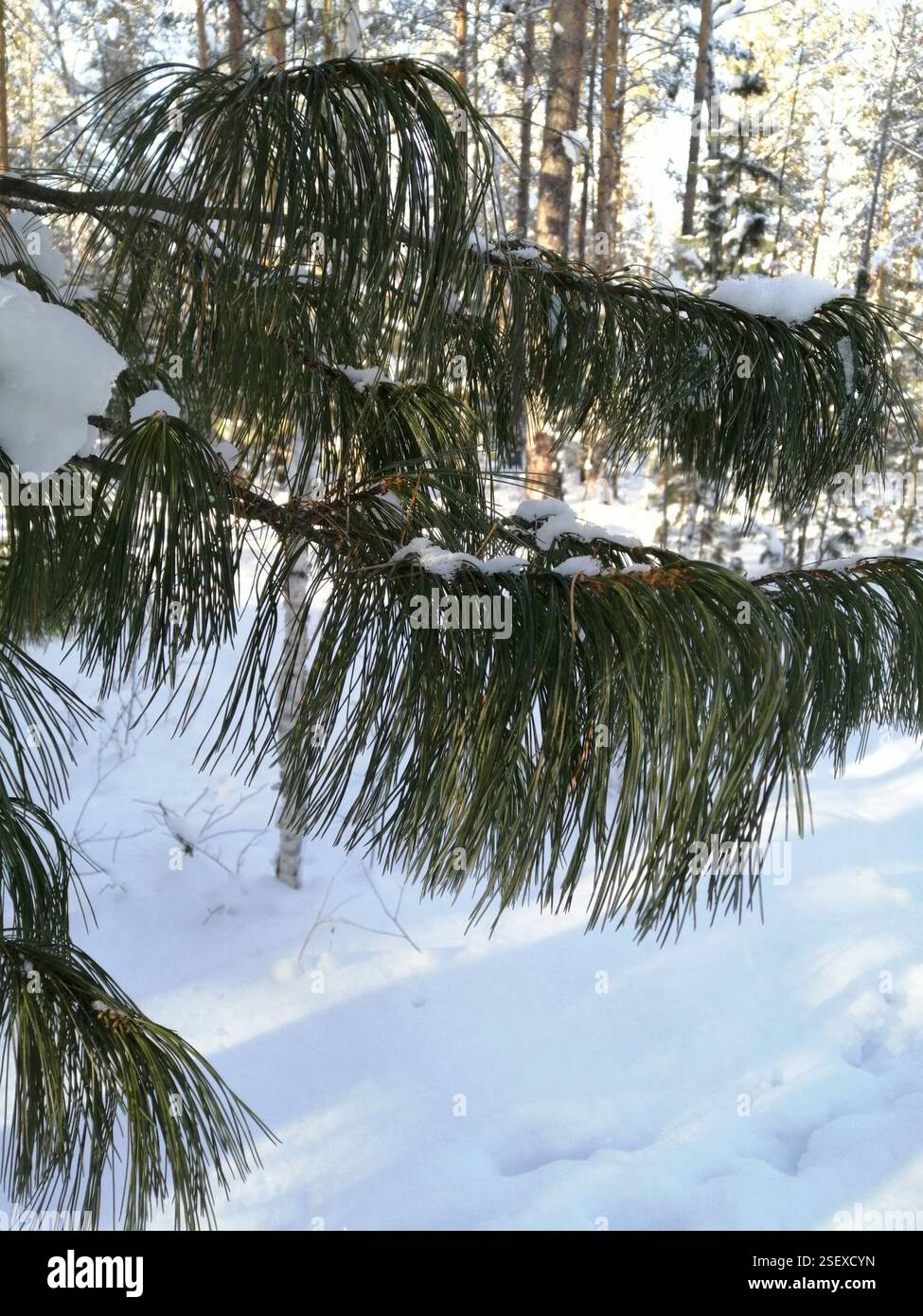 Siberian pine (Pinus sibirica), Plantae, Иркутская обл., Россия, 665490 ...