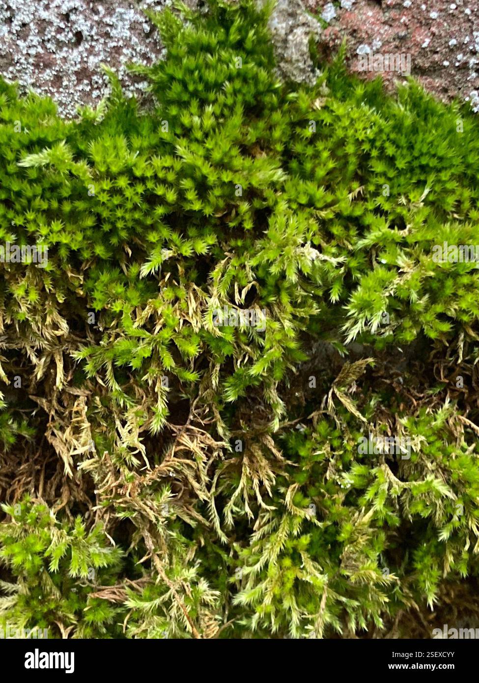 Silky Wall Feather-moss (Homalothecium sericeum), Plantae, Richmond ...