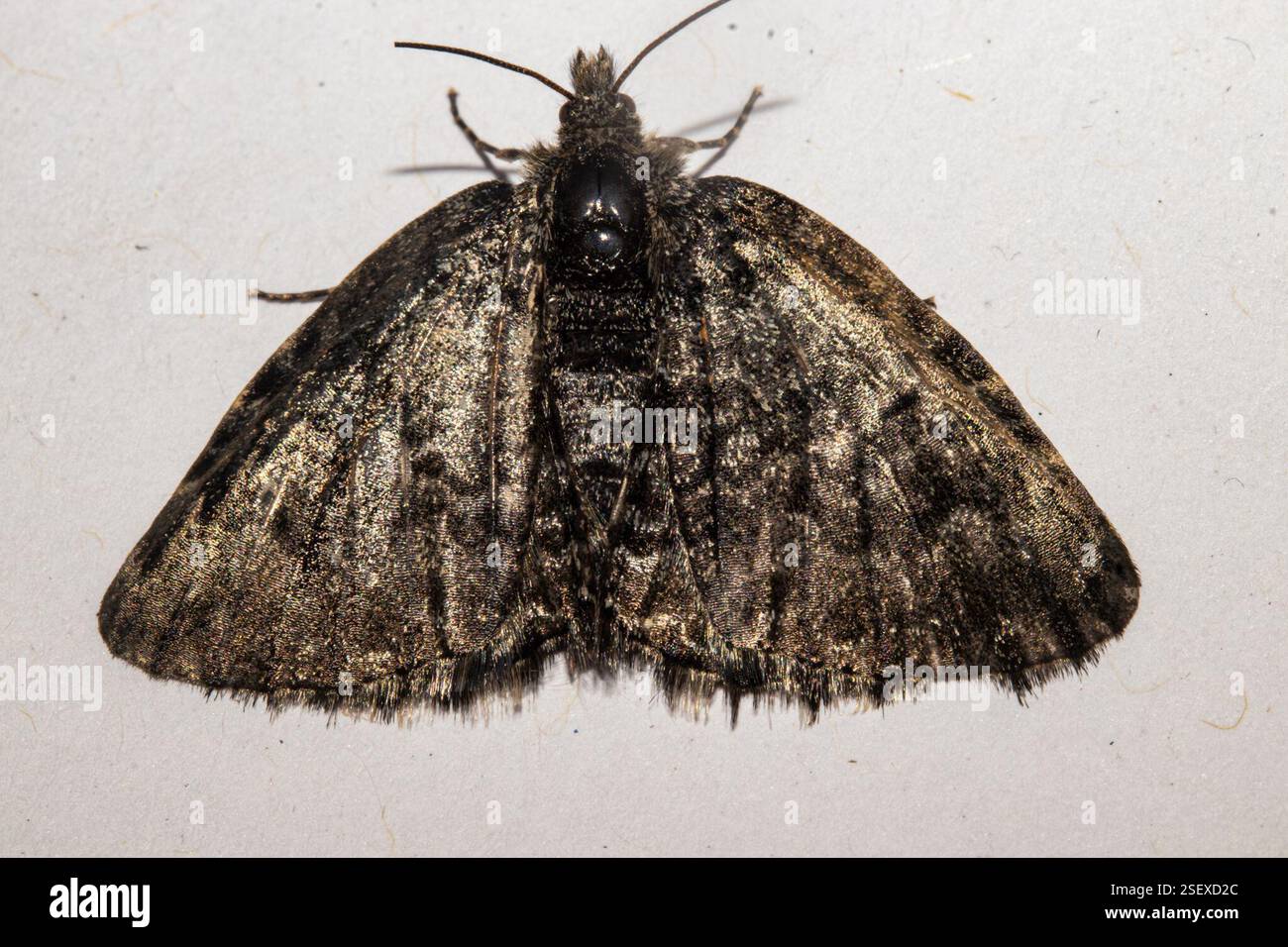 Day flying moths hi-res stock photography and images - Alamy