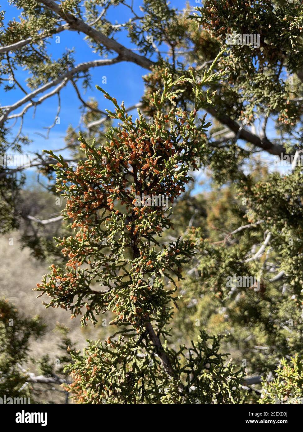 redberry juniper (Juniperus arizonica), Plantae, Coronado National ...