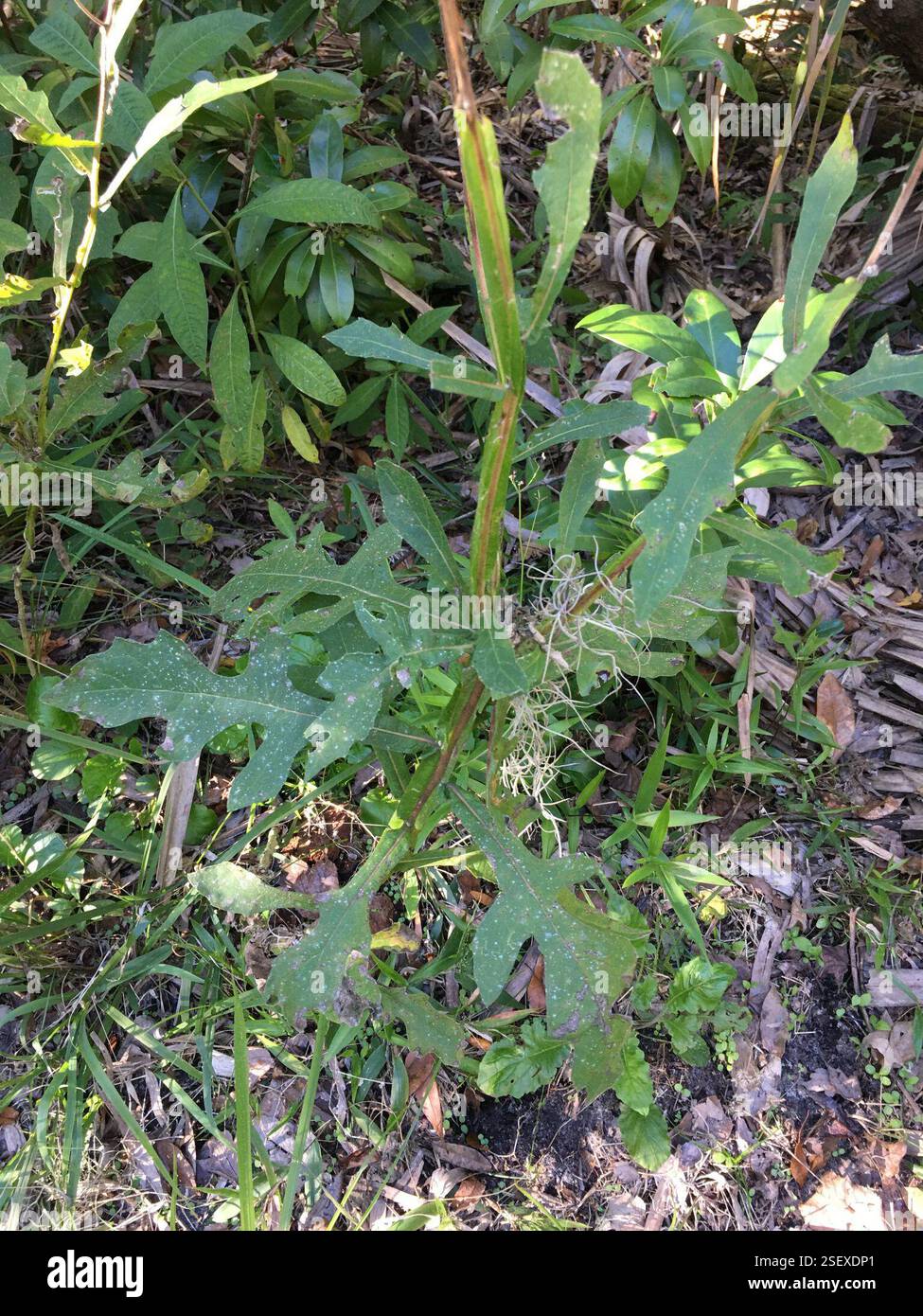 (Asteroideae), Plantae, Highlands Hammock State Park, Sebring, FL, US ...