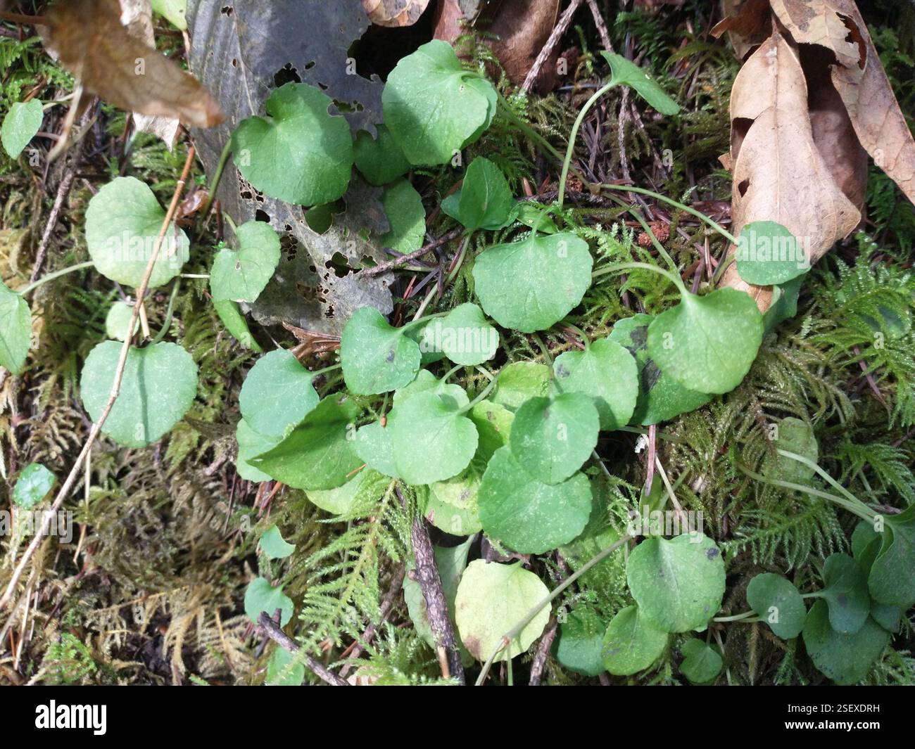 Redwood Violet (Viola sempervirens), Plantae, Tillamook, OR 97141, USA ...