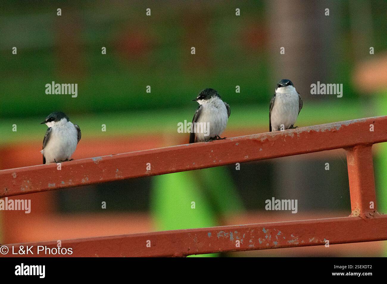 Mangrove Swallow (Tachycineta albilinea), Aves, Belize District, Belize ...