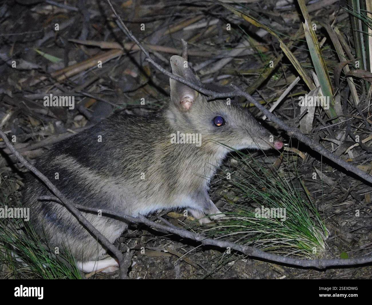 Eastern Barred Bandicoot (Perameles gunnii), Mammalia, Hobart TAS ...