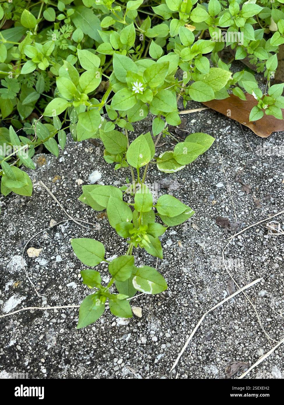 common chickweed (Stellaria media), Plantae, S Meridian St, Tallahassee ...