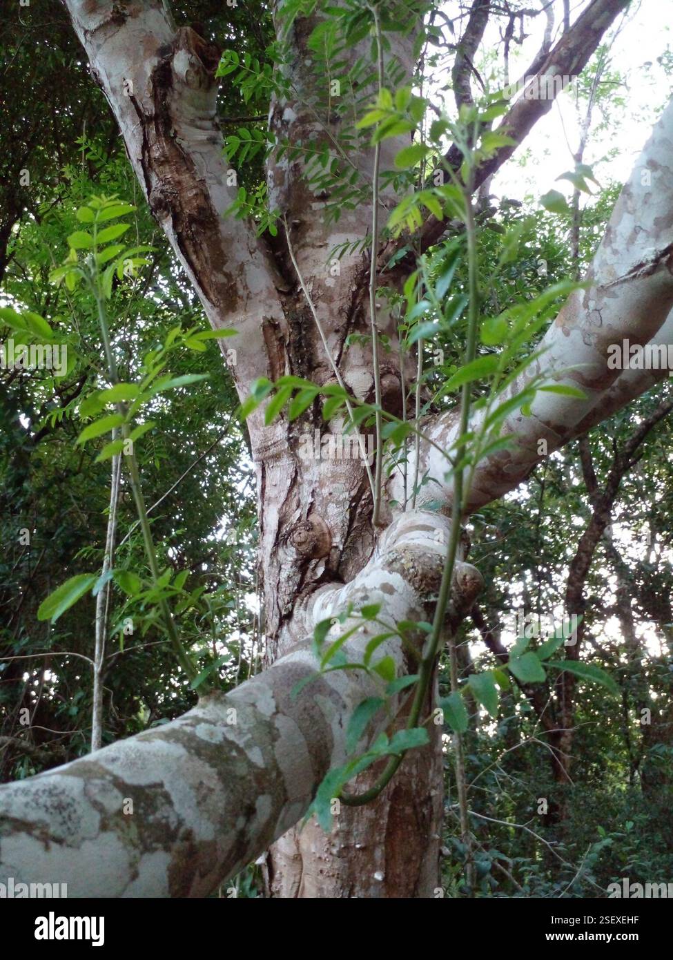 Tambataru (Zanthoxylum rhoifolium), Plantae, Paraguay Stock Photo - Alamy