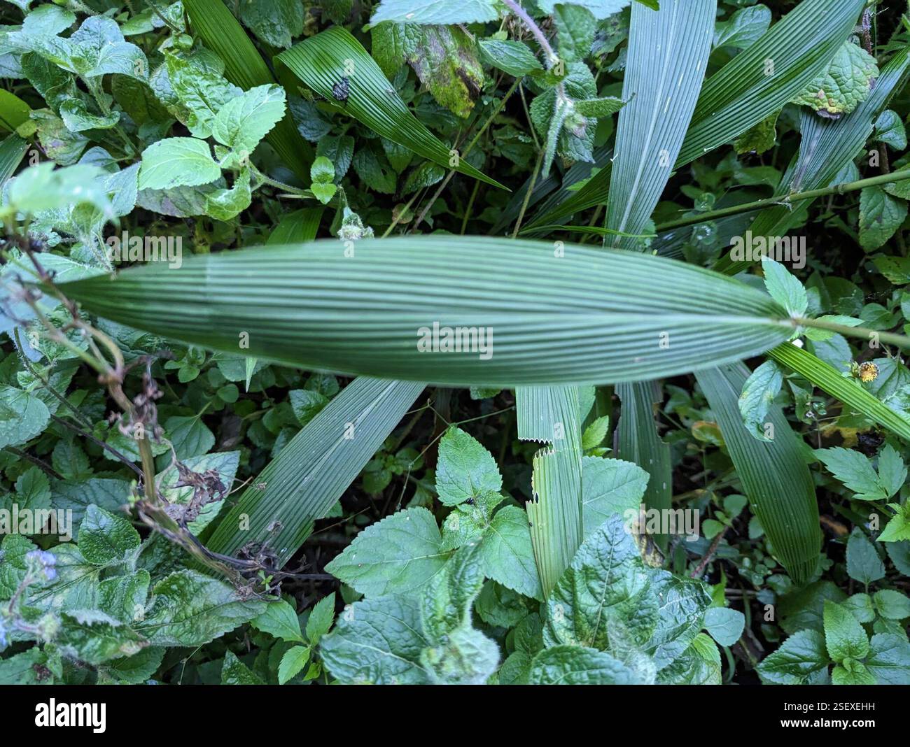 Palmgrass (Setaria palmifolia), Plantae, 424, Taiwan, 台中市和平區中坑里 Stock ...