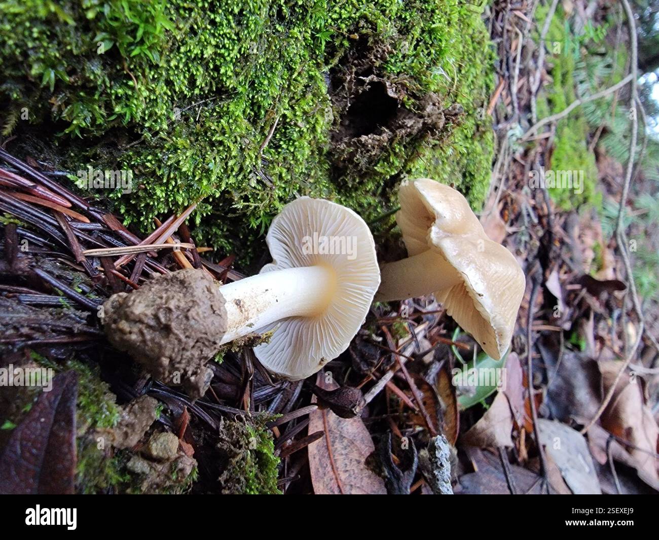 Fibercaps and Allies (Inocybaceae), Fungi, Lexington Hills, CA 95033 ...