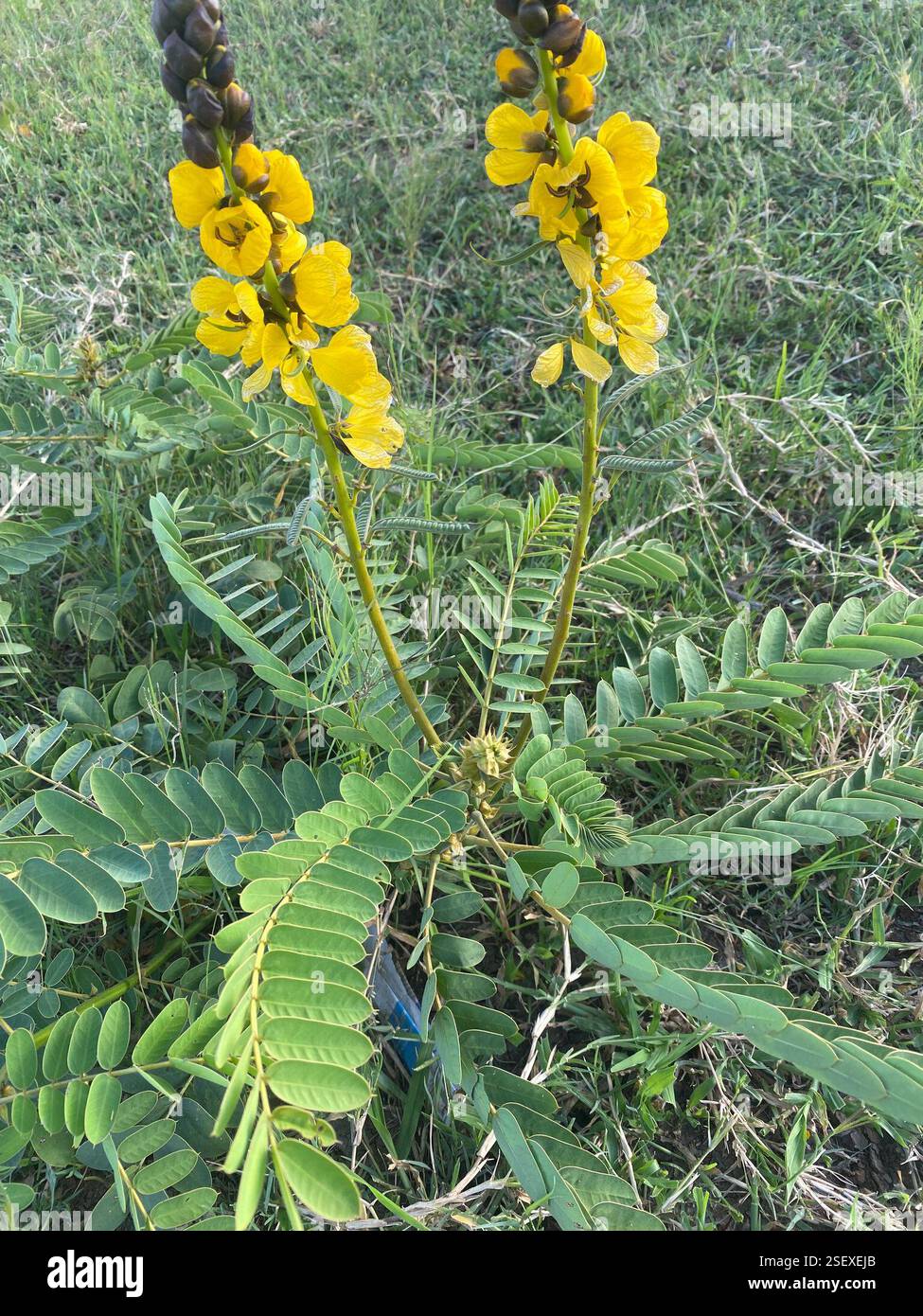Peanut-Butter Cassia (Senna didymobotrya), Plantae, Polokwane Rural, Pietersburg, LP, ZA Stock ...