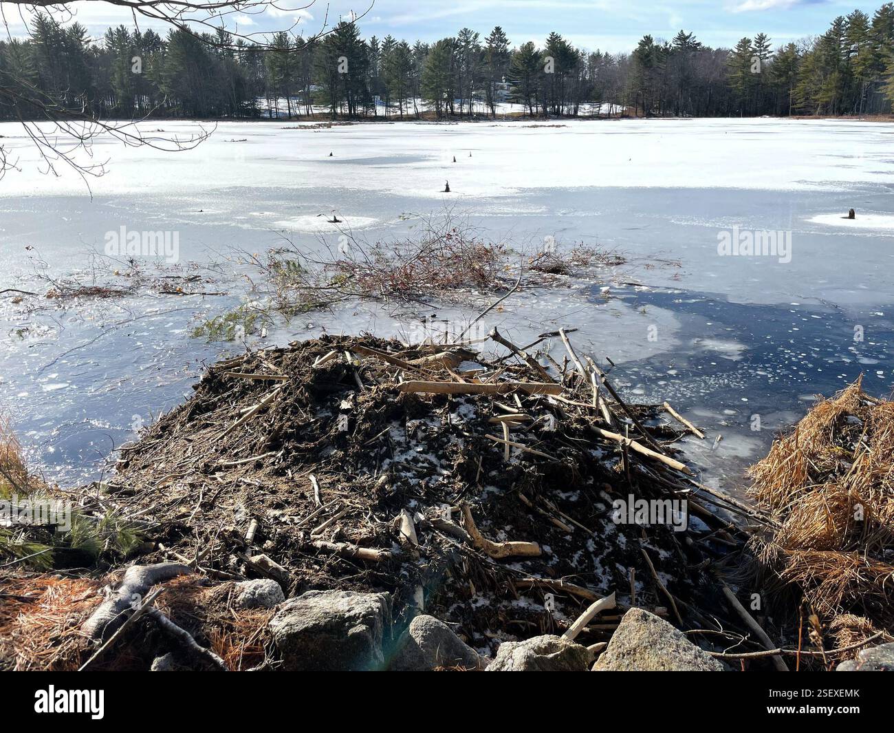 American Beaver (Castor canadensis), Mammalia, Gilmanton Iron Works, NH ...