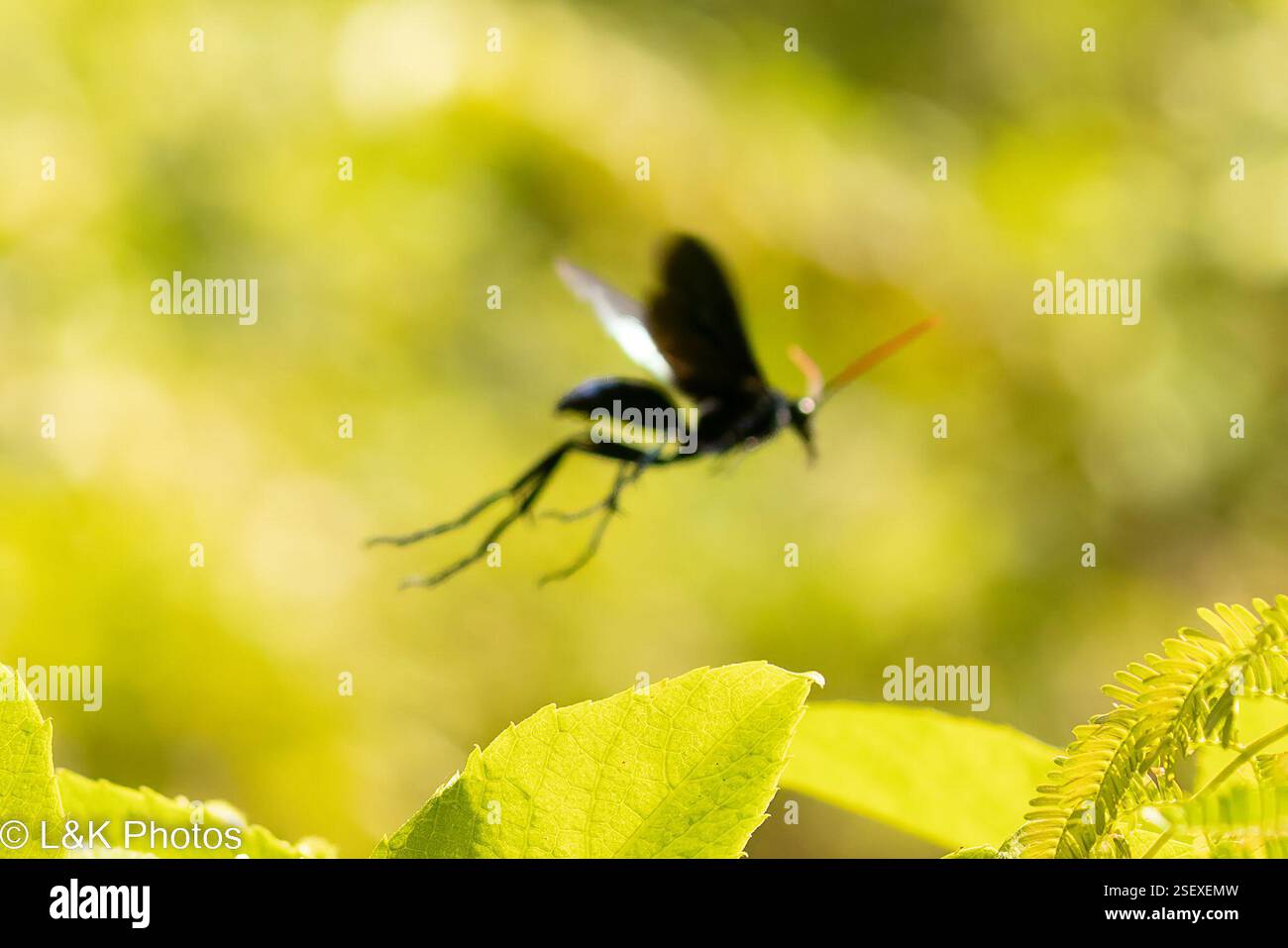 New World Tarantula-hawk Wasps (Pepsis), Insecta, Belize District ...