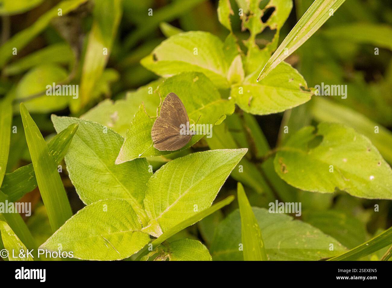 Alpines, Arctics, Nymphs and Satyrs (Satyrini), Insecta, Belize ...