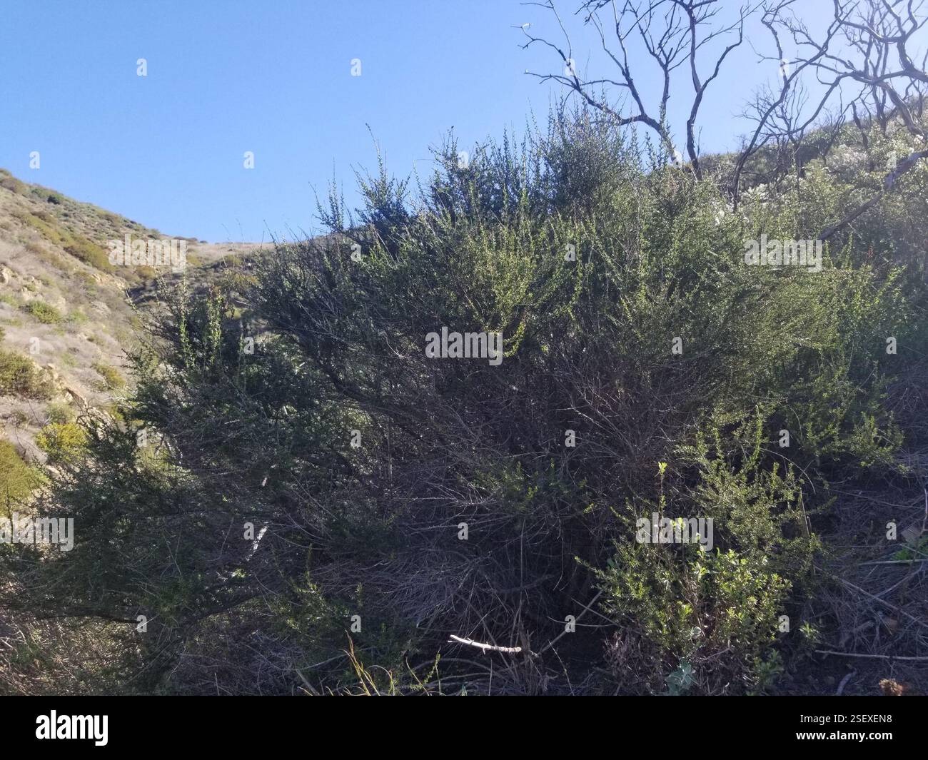 chamise (Adenostoma fasciculatum), Plantae, Malibu, CA 90265, USA Stock ...
