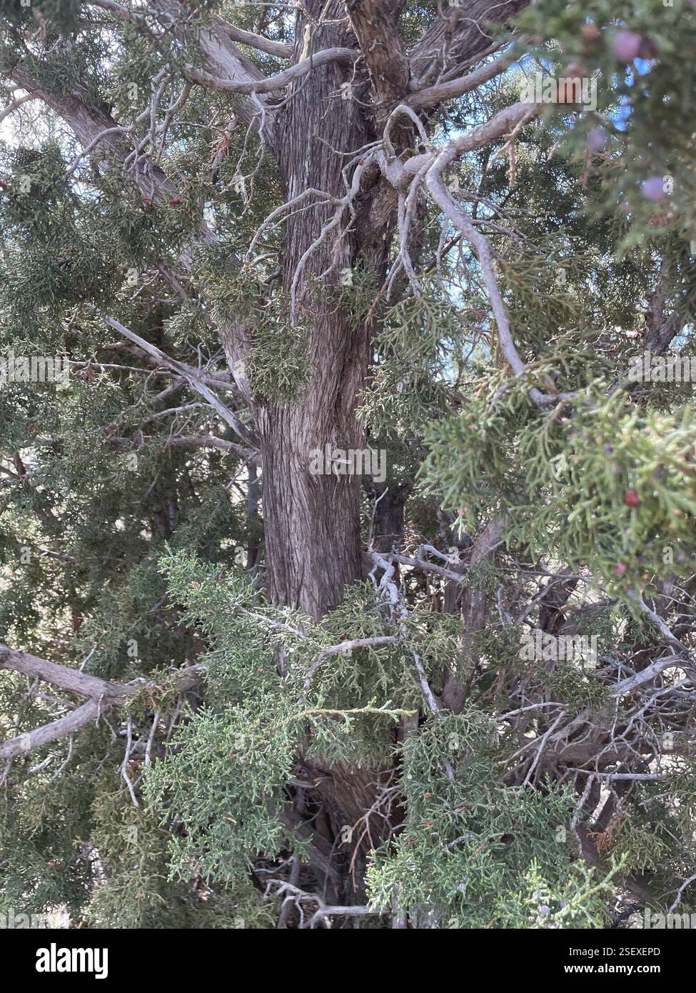 junipers (Juniperus), Plantae, Coronado National Forest, Tucson, AZ, US ...
