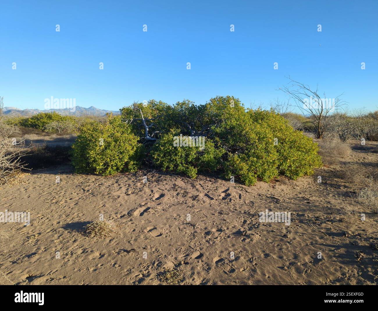 cimarron plum (Cyrtocarpa edulis), Plantae, La Paz, BCS, Mexico Stock ...